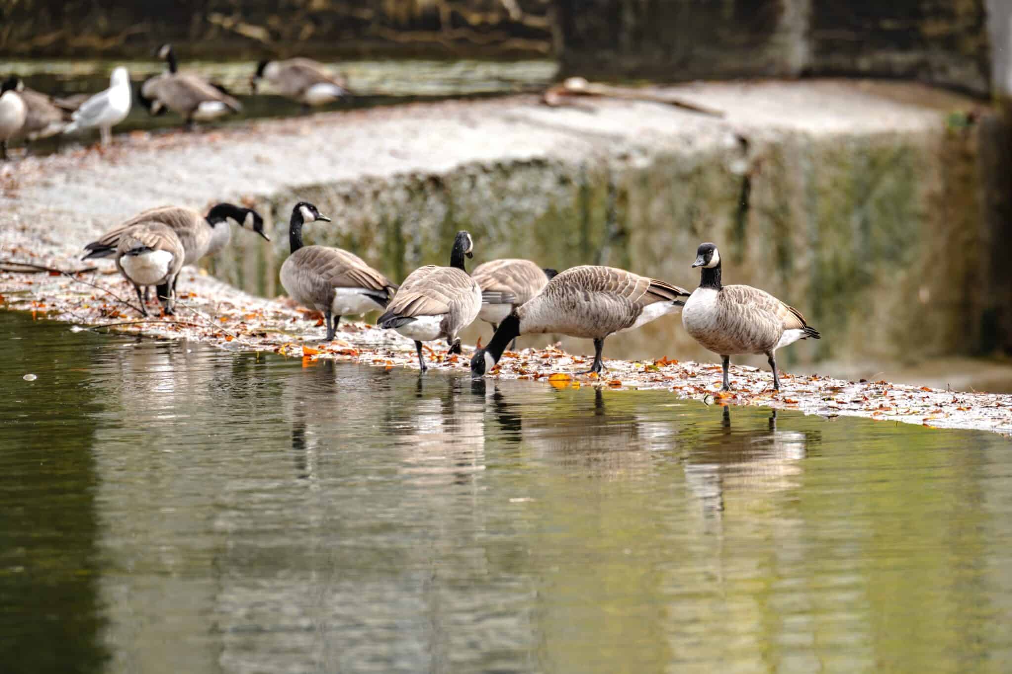 What Do Canadian Geese Eat? - Bird Helpful