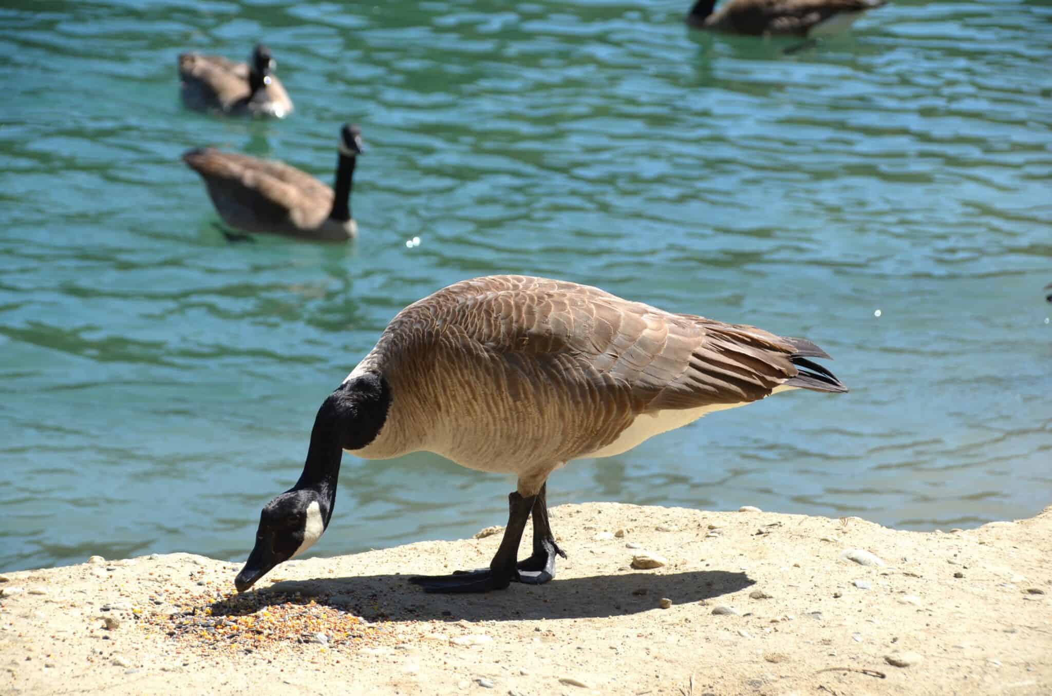 What Do Canadian Geese Eat? - Bird Helpful