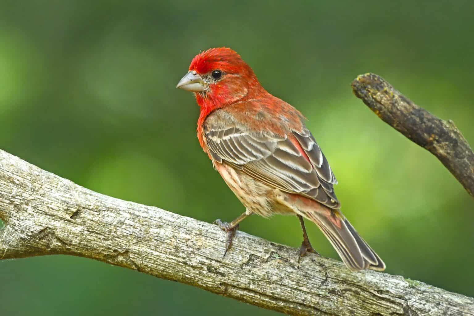 House Finch: The Red-headed Sparrow-like Bird - Bird Helpful