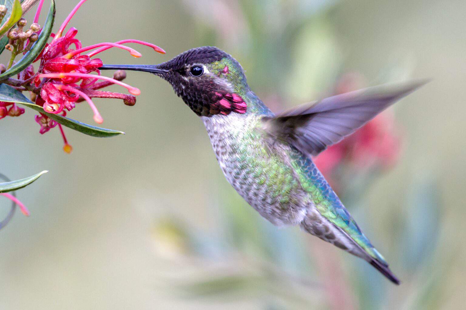 Hummingbird Colors: The Colorful Spectrum of Hummingbirds