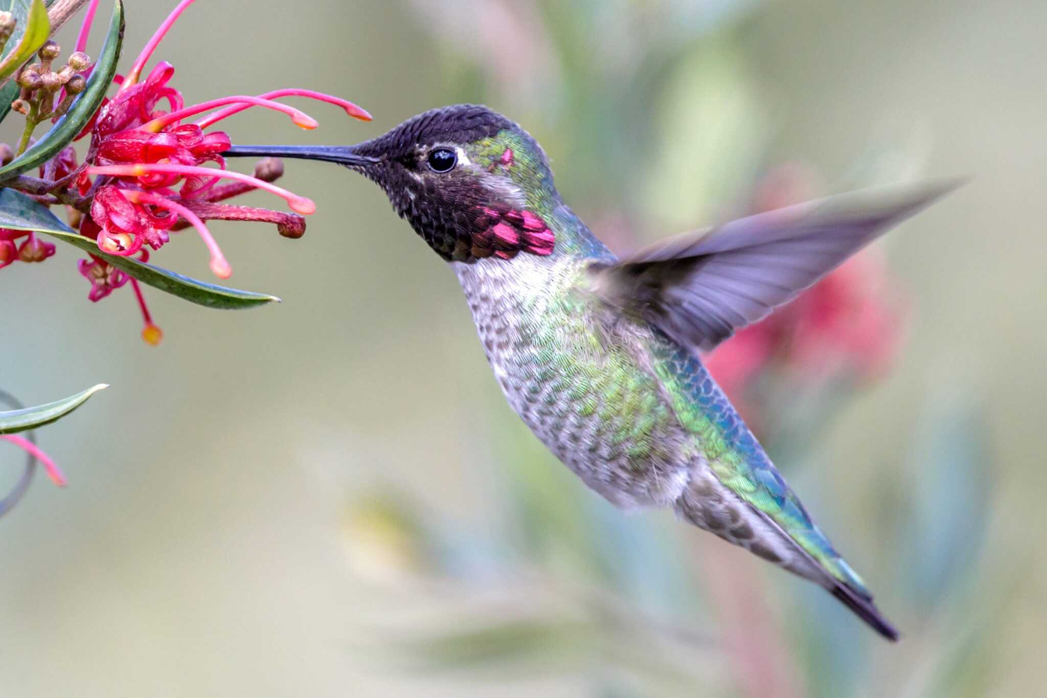 Hummingbird Colors: The Colorful Spectrum of Hummingbirds