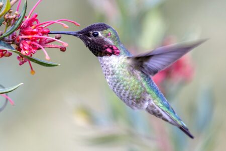 Hummingbird Colors: The Colorful Spectrum of Hummingbirds
