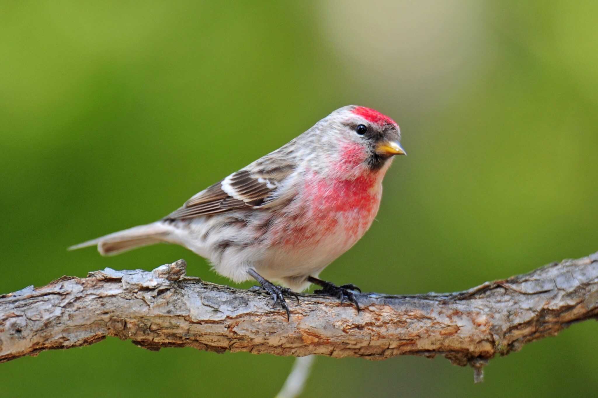 House Finch: The Red-headed Sparrow-like Bird - Bird Helpful