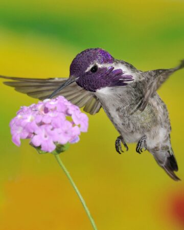 Hummingbird Colors: The Colorful Spectrum of Hummingbirds