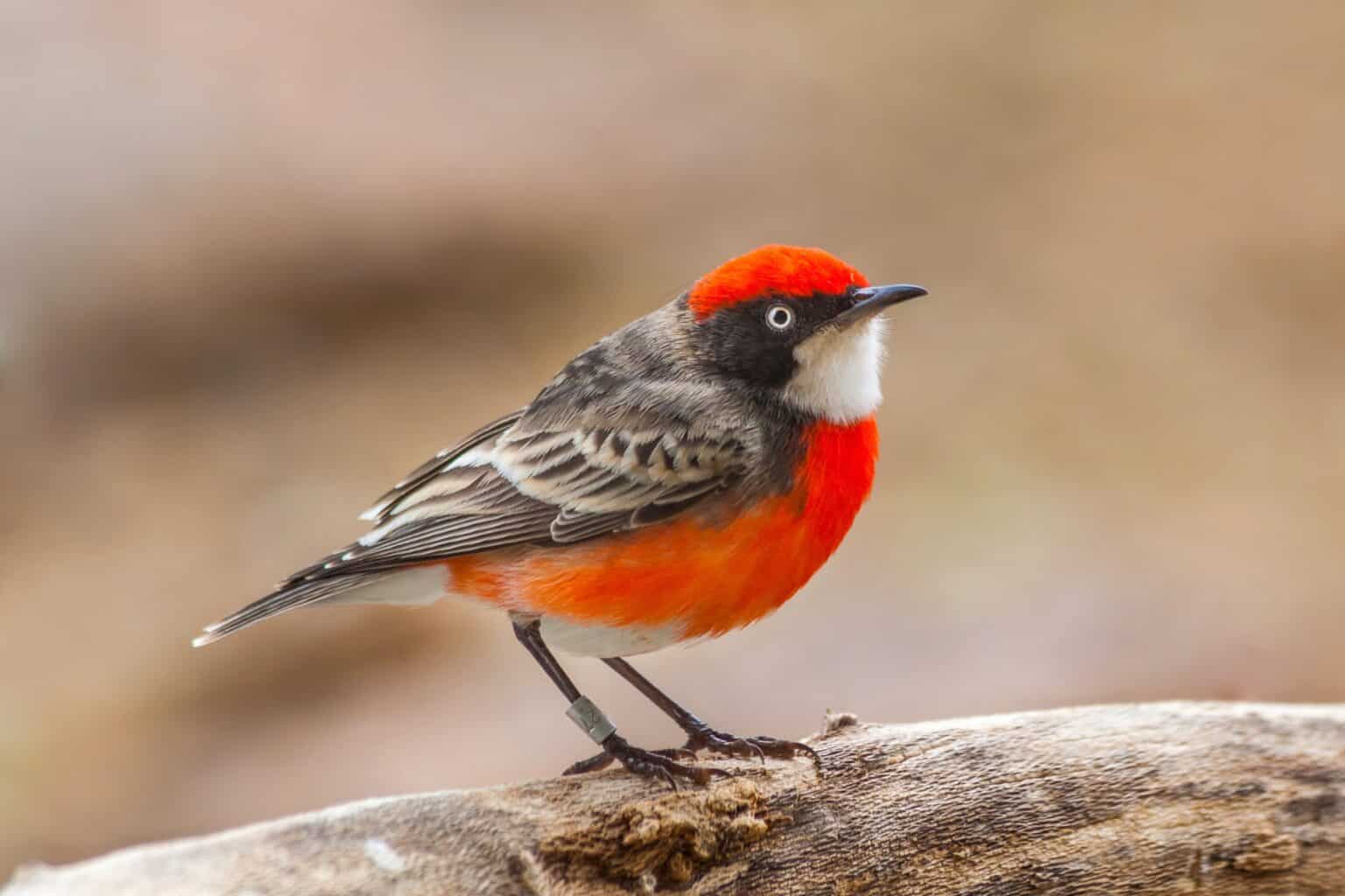 House Finch: The Red-headed Sparrow-like Bird - Bird Helpful