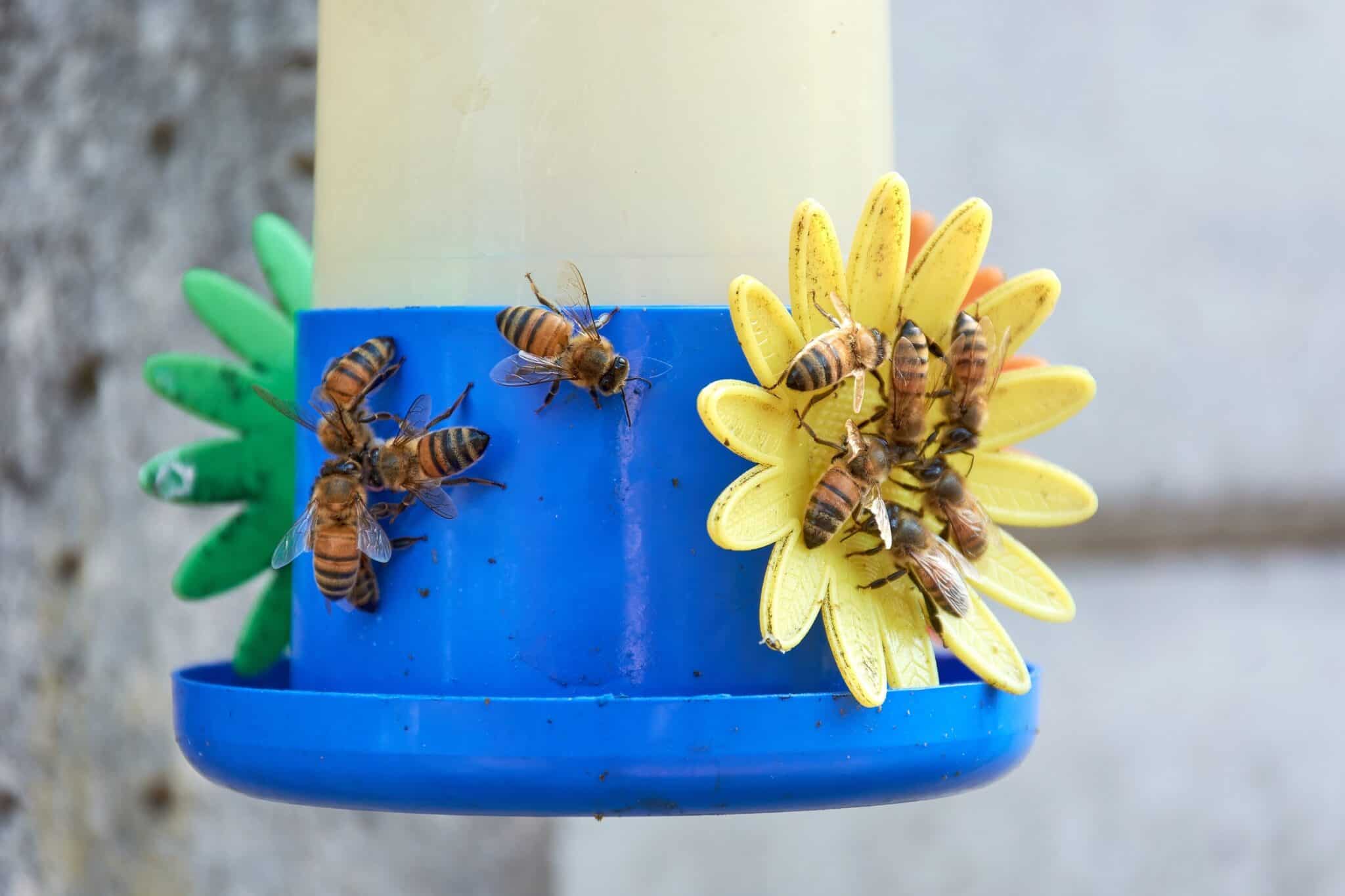 10 Useful Ways to Keep Bees Away From Hummingbird Feeders