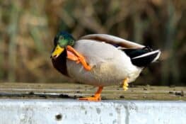 Why Do Ducks Have Corkscrew-shaped Penises?