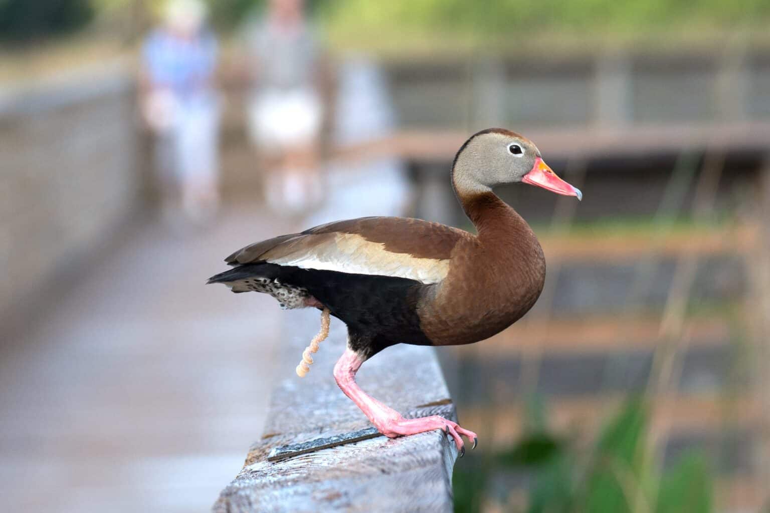 Why Do Ducks Have Corkscrew-shaped Penises?