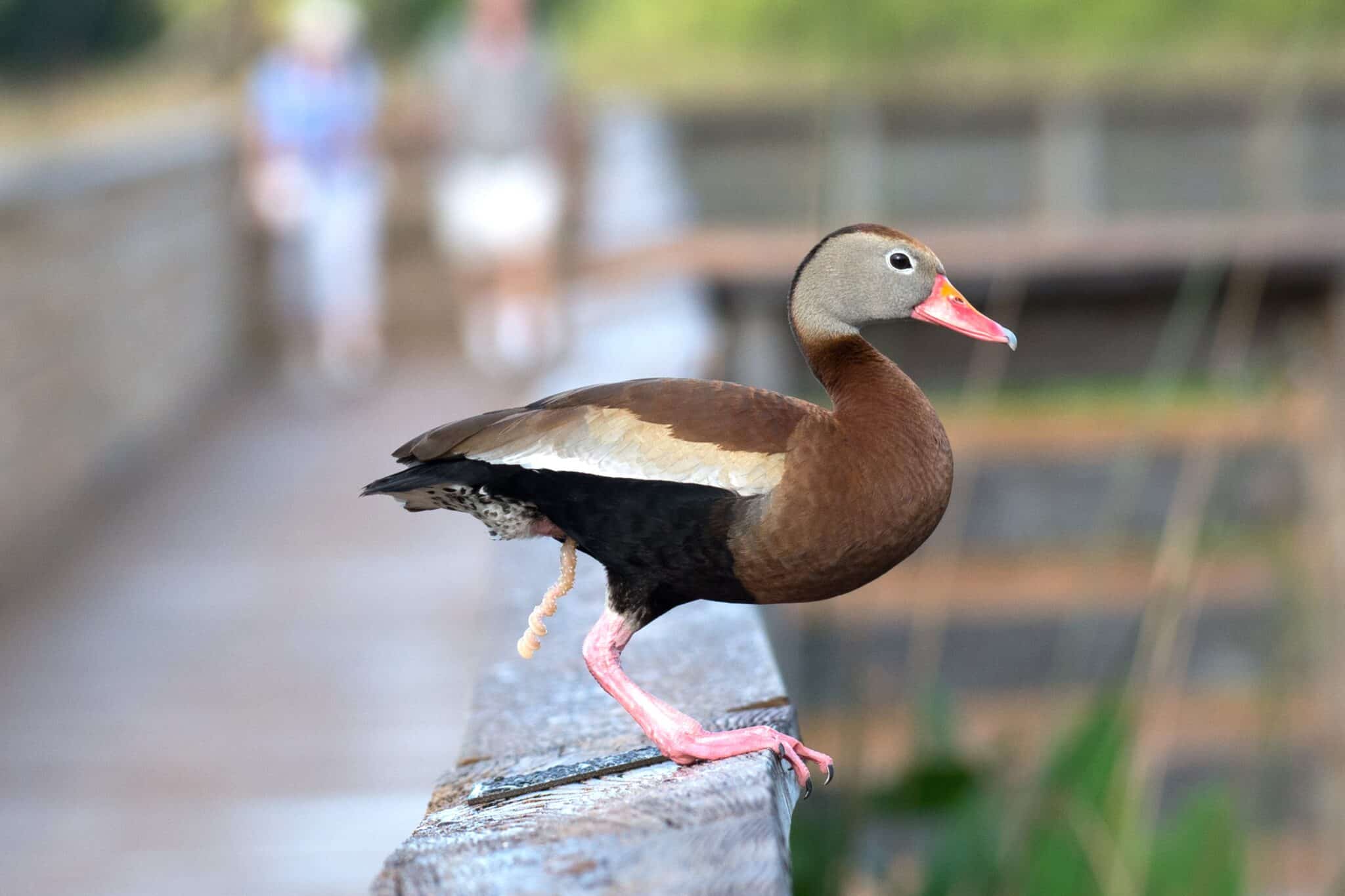 Why Do Ducks Have Corkscrew-shaped Penises?