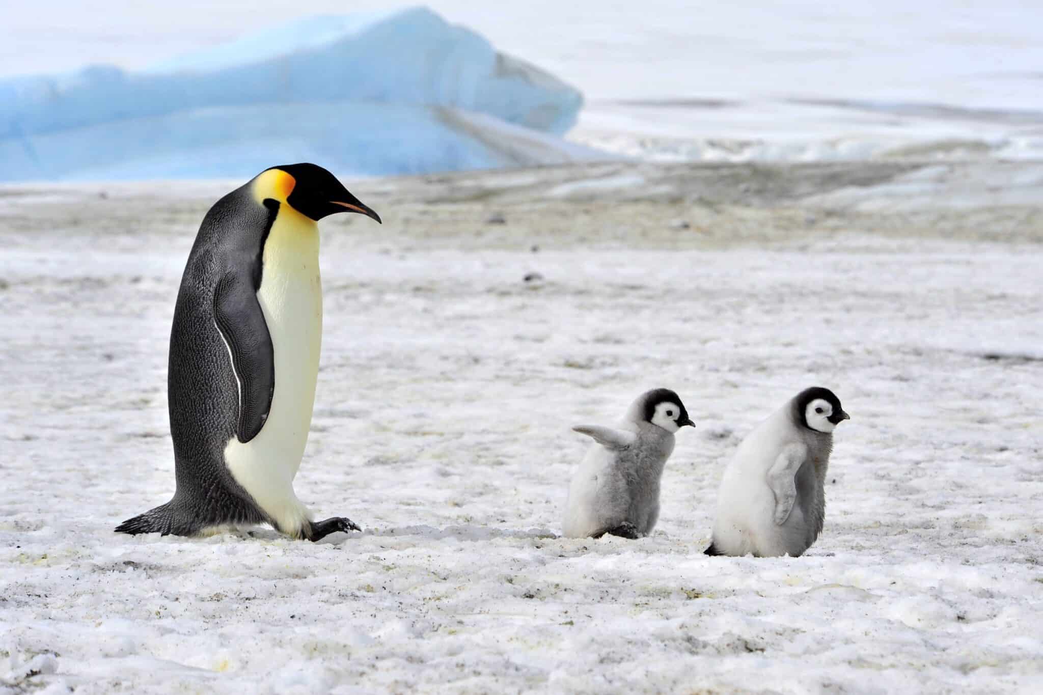 Are Birds Warm-Blooded or Cold-Blooded?