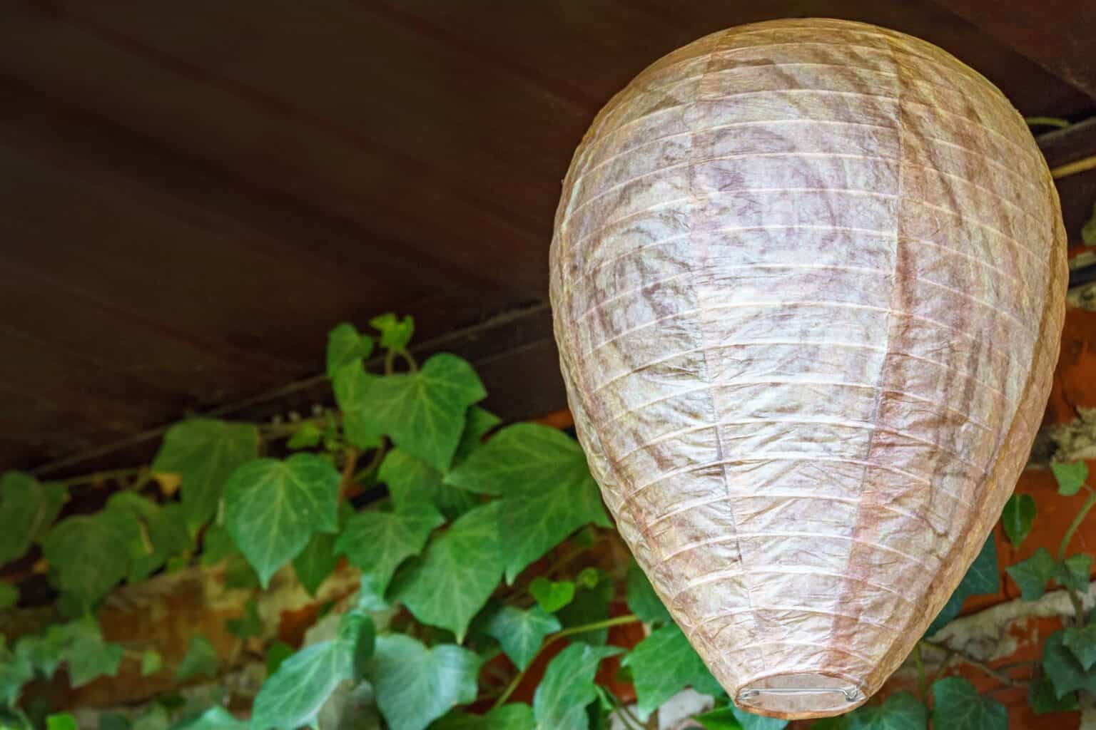 10 Useful Ways to Keep Bees Away From Hummingbird Feeders