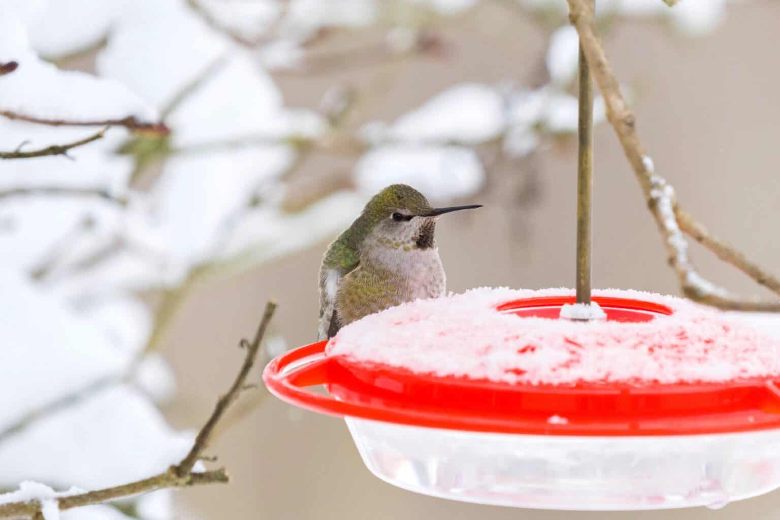 Where Do Hummingbirds Migrate for the Winter? - Bird Helpful