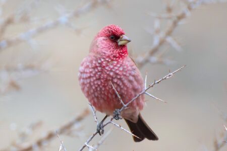 House Finch: The Red-headed Sparrow-like Bird - Bird Helpful