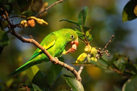 What Do Parakeets Eat? Parakeet Feeding & FAQs