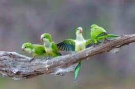 All Quaker Parrot Color Mutations Explained - Bird Helpful