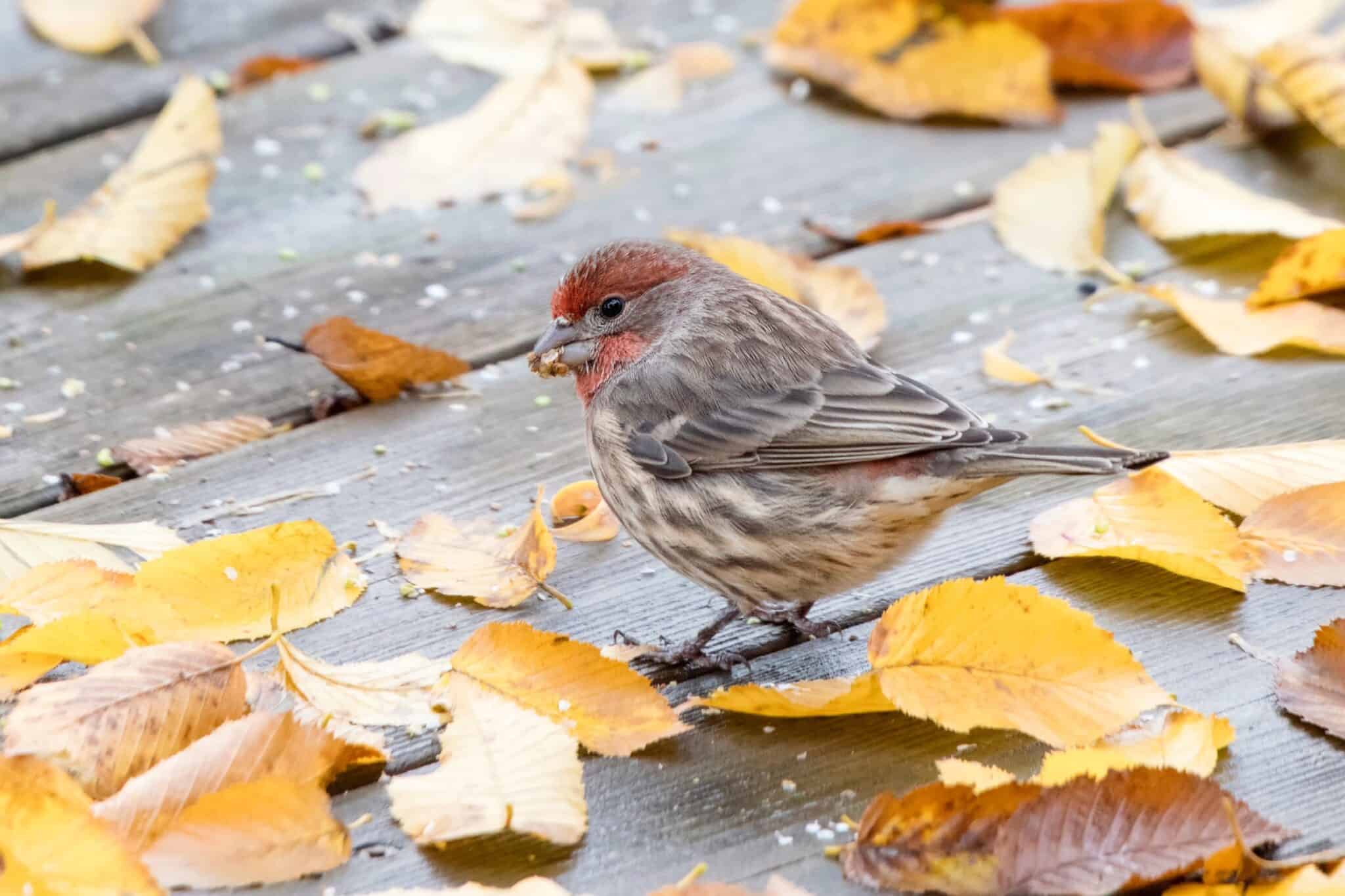 House Finch: The Red-headed Sparrow-like Bird - Bird Helpful