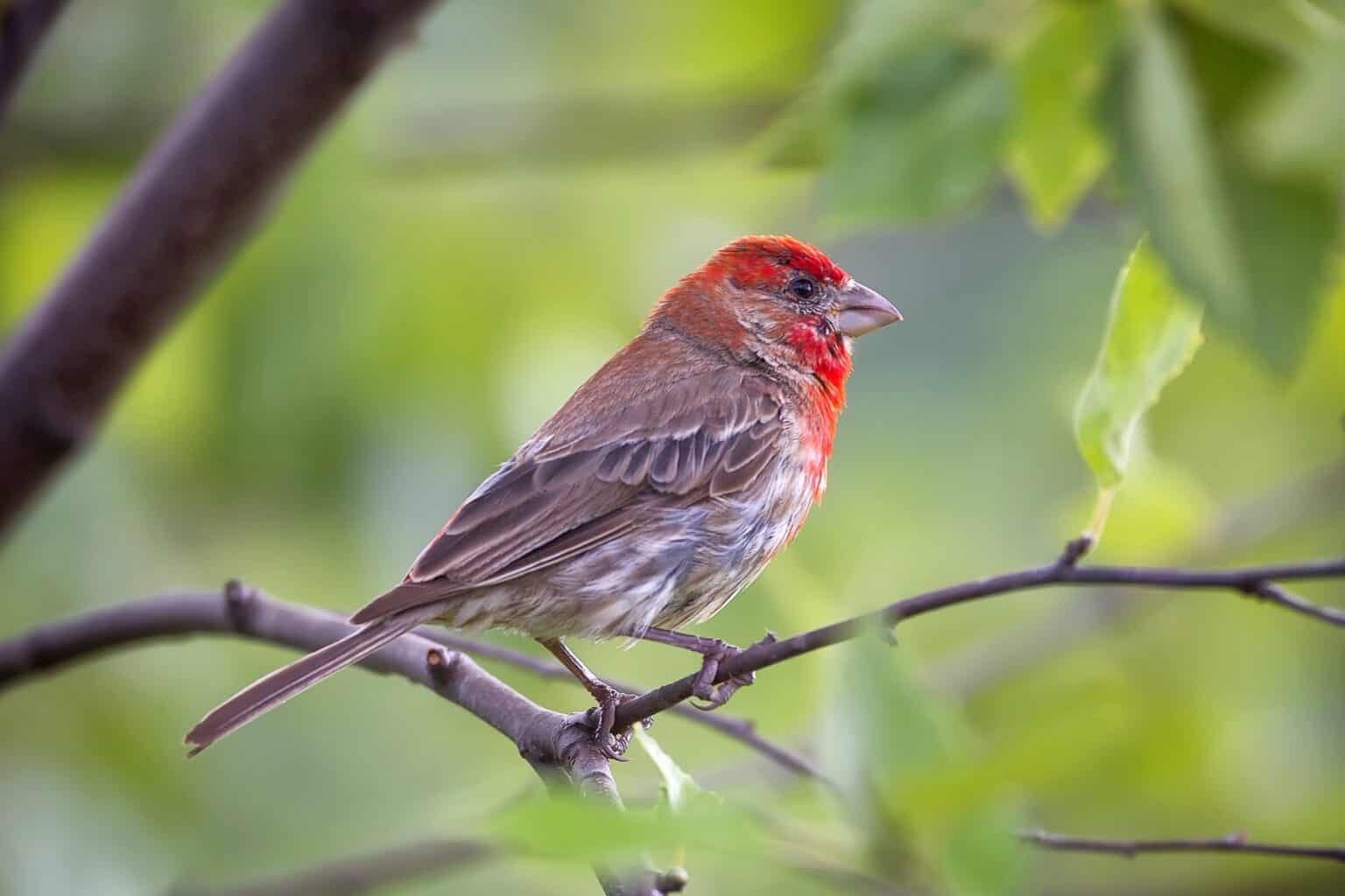 House Finch: The Red-headed Sparrow-like Bird - Bird Helpful