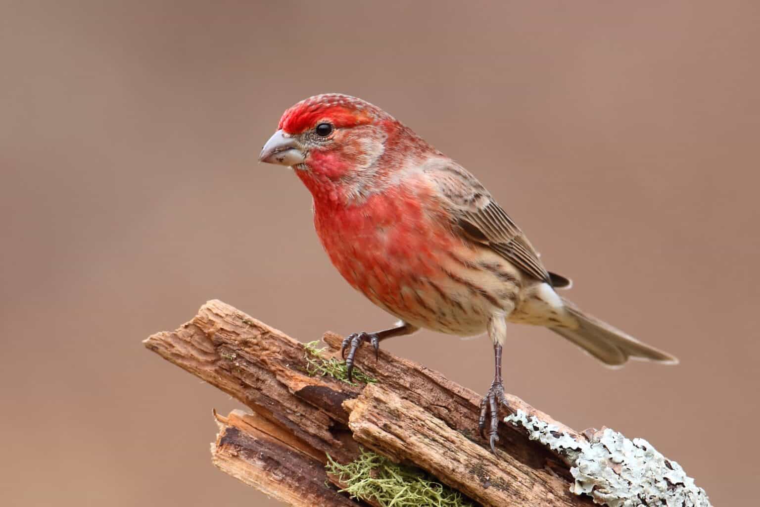 House Finch: The Red-headed Sparrow-like Bird - Bird Helpful