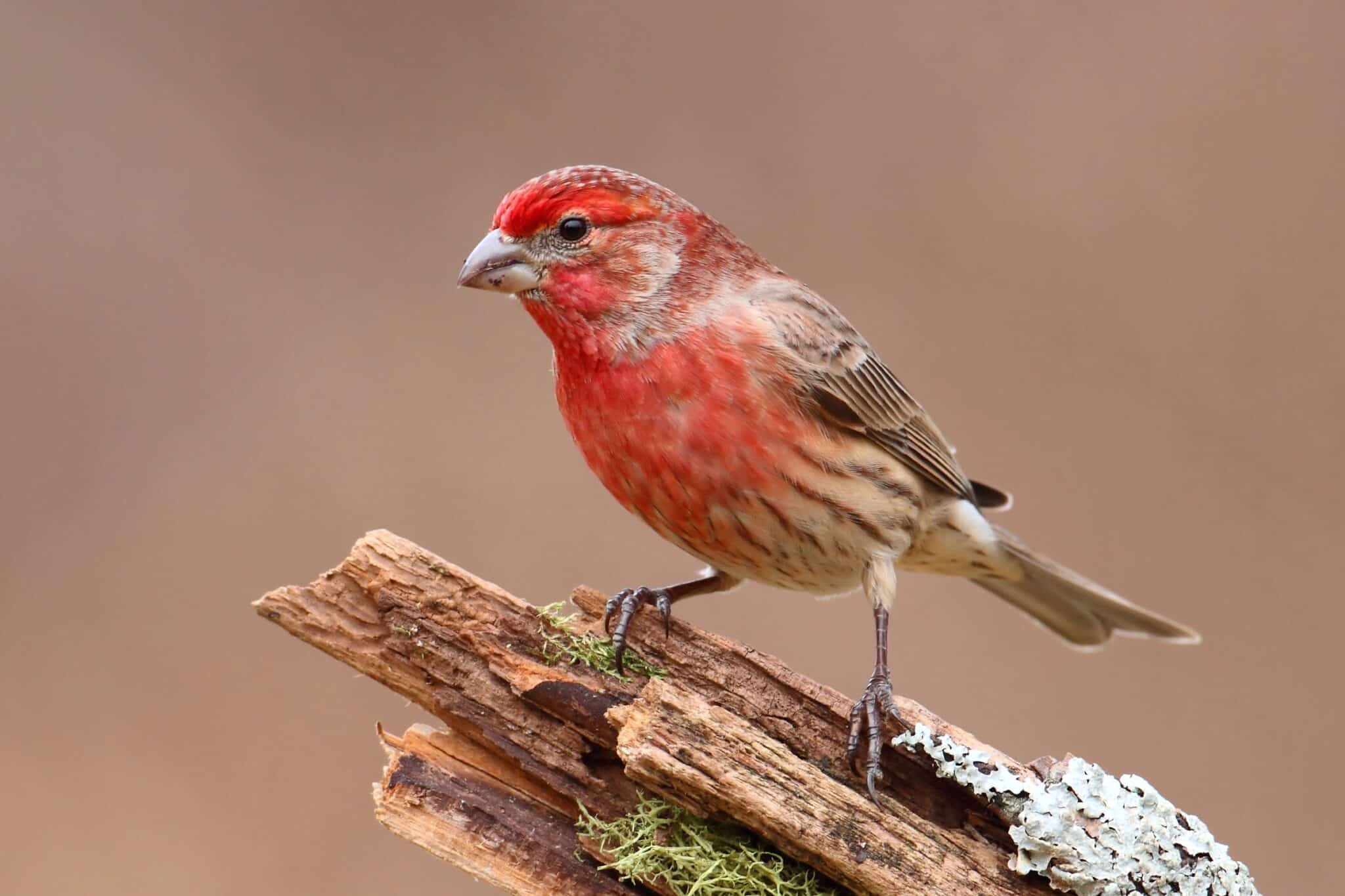 House Finch: The Red-headed Sparrow-like Bird - Bird Helpful