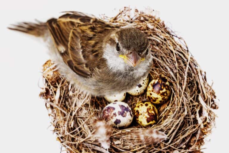 House Sparrow Nests and Eggs: A Detailed Look