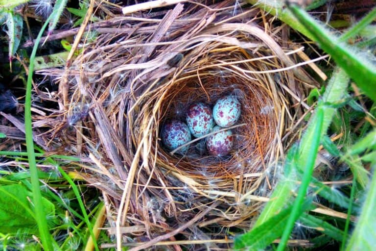 House Sparrow Nests and Eggs: A Detailed Look