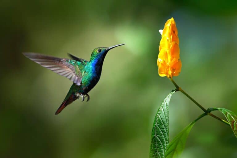 Hummingbird Colors: The Colorful Spectrum of Hummingbirds