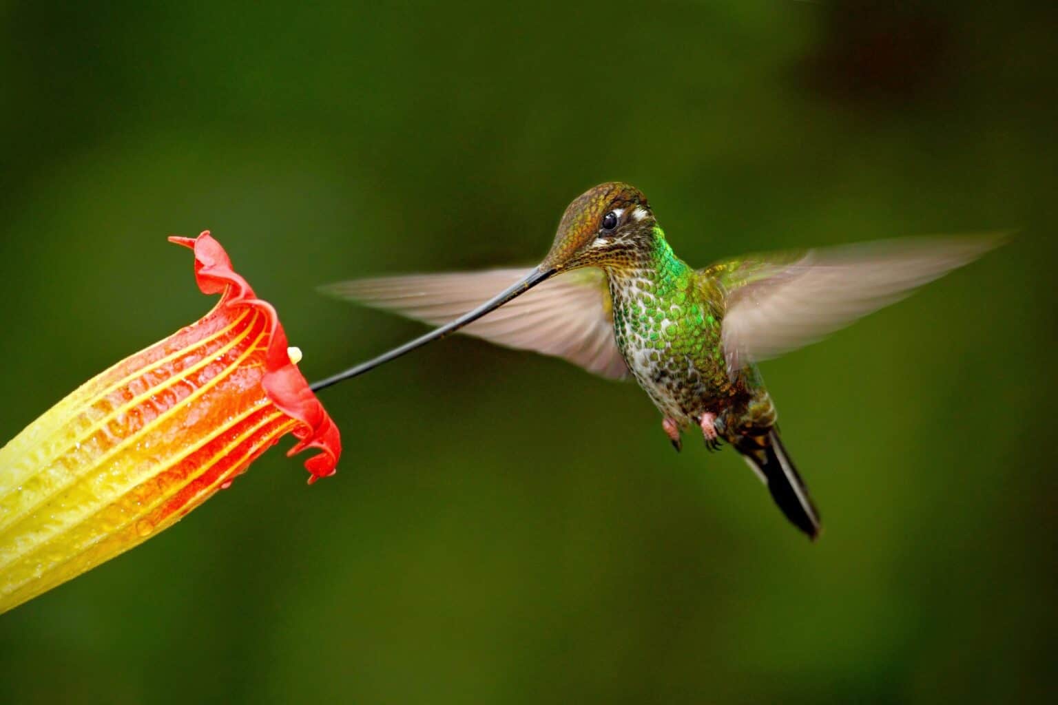 Anatomy of a Hummingbird: Brain, Heart, Wings & More