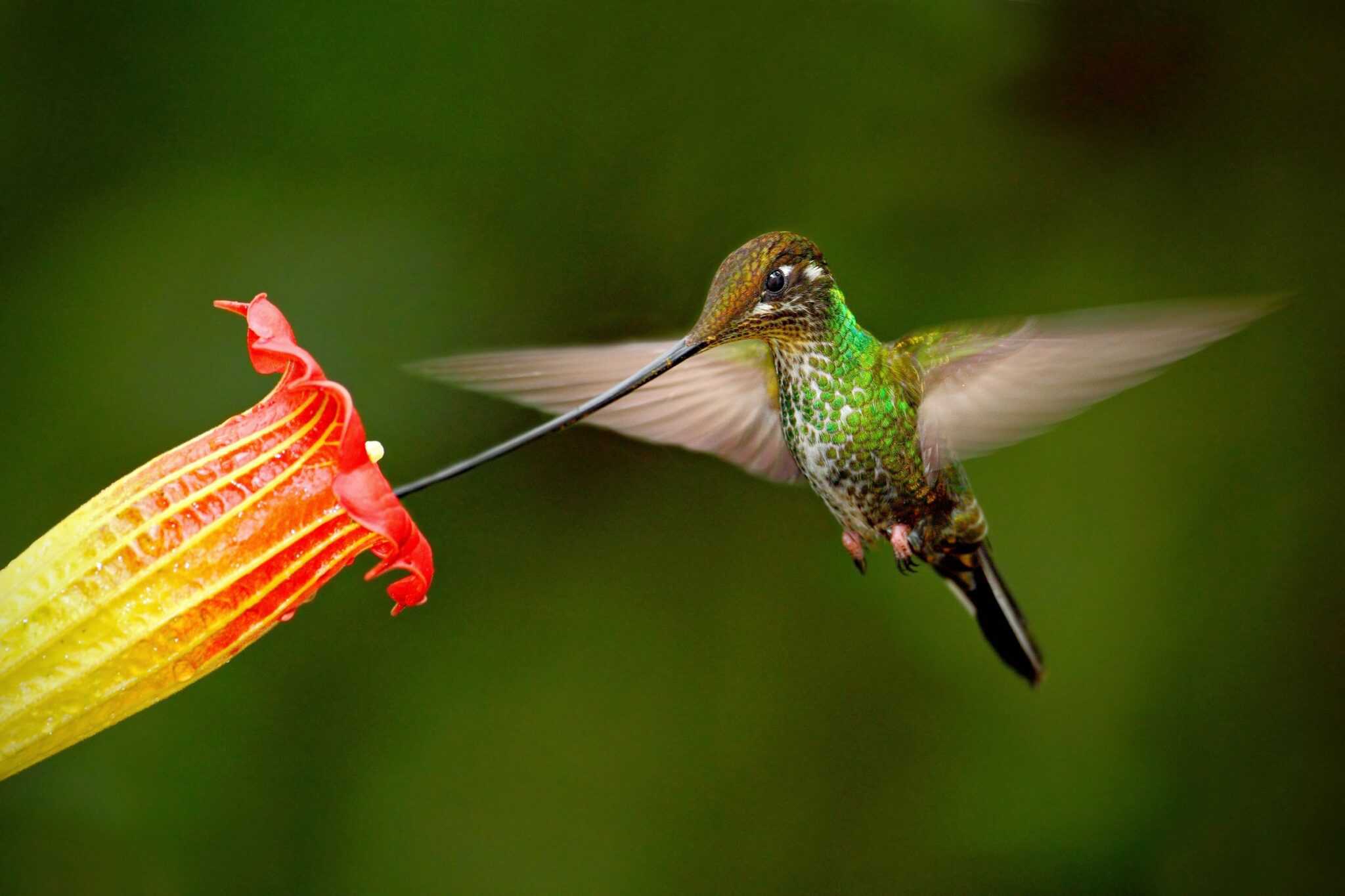 Anatomy of a Hummingbird: Brain, Heart, Wings & More