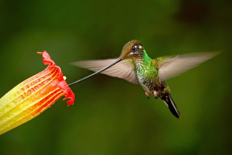 Anatomy of a Hummingbird: Brain, Heart, Wings & More