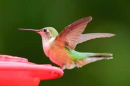 Anatomy of a Hummingbird: Brain, Heart, Wings & More