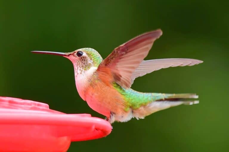 Anatomy of a Hummingbird: Brain, Heart, Wings & More
