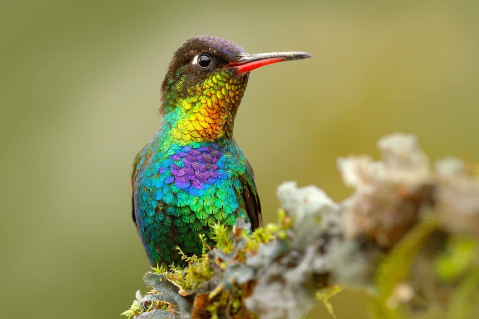 Anatomy of a Hummingbird: Brain, Heart, Wings & More