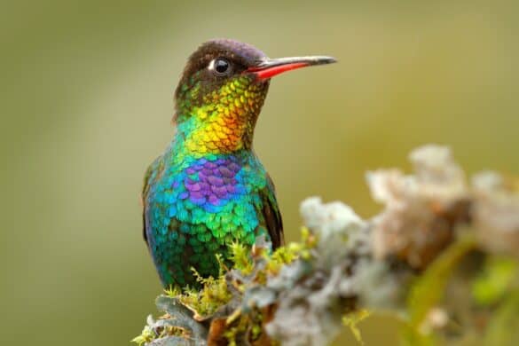 Anatomy of a Hummingbird: Brain, Heart, Wings & More