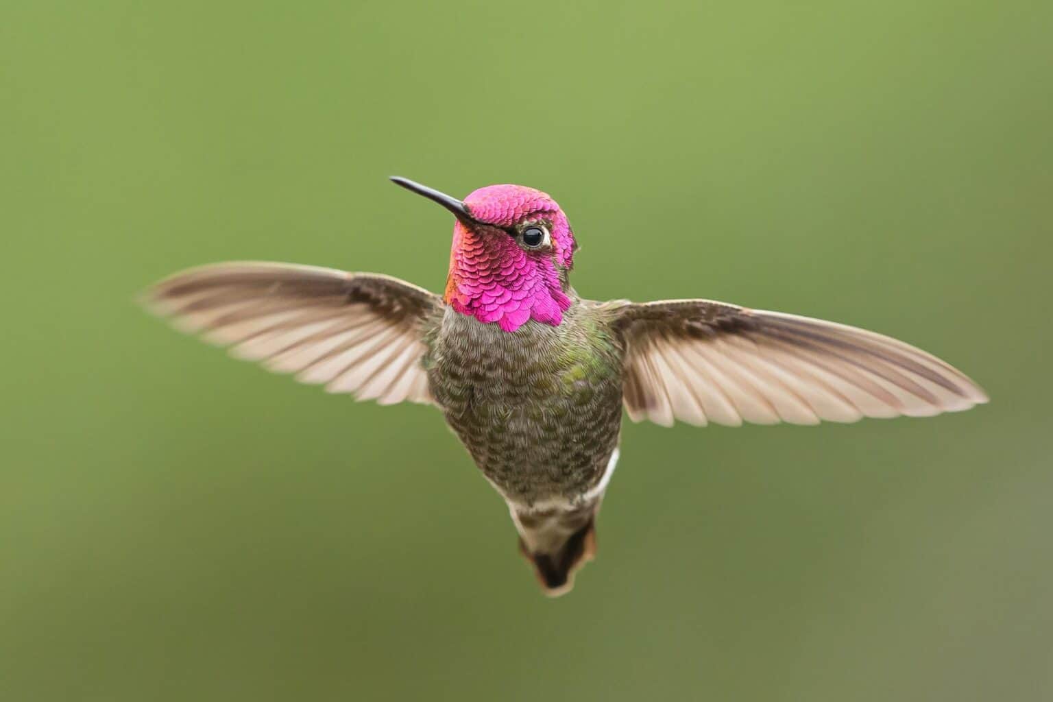 Anatomy of a Hummingbird: Brain, Heart, Wings & More
