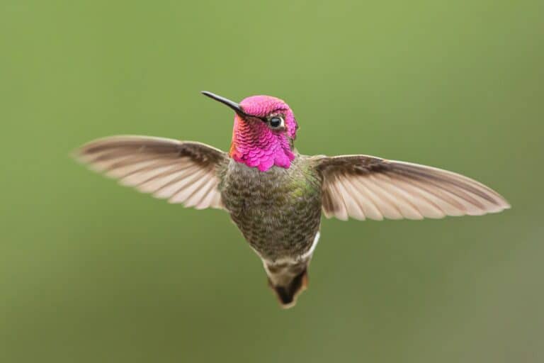 Anatomy of a Hummingbird: Brain, Heart, Wings & More