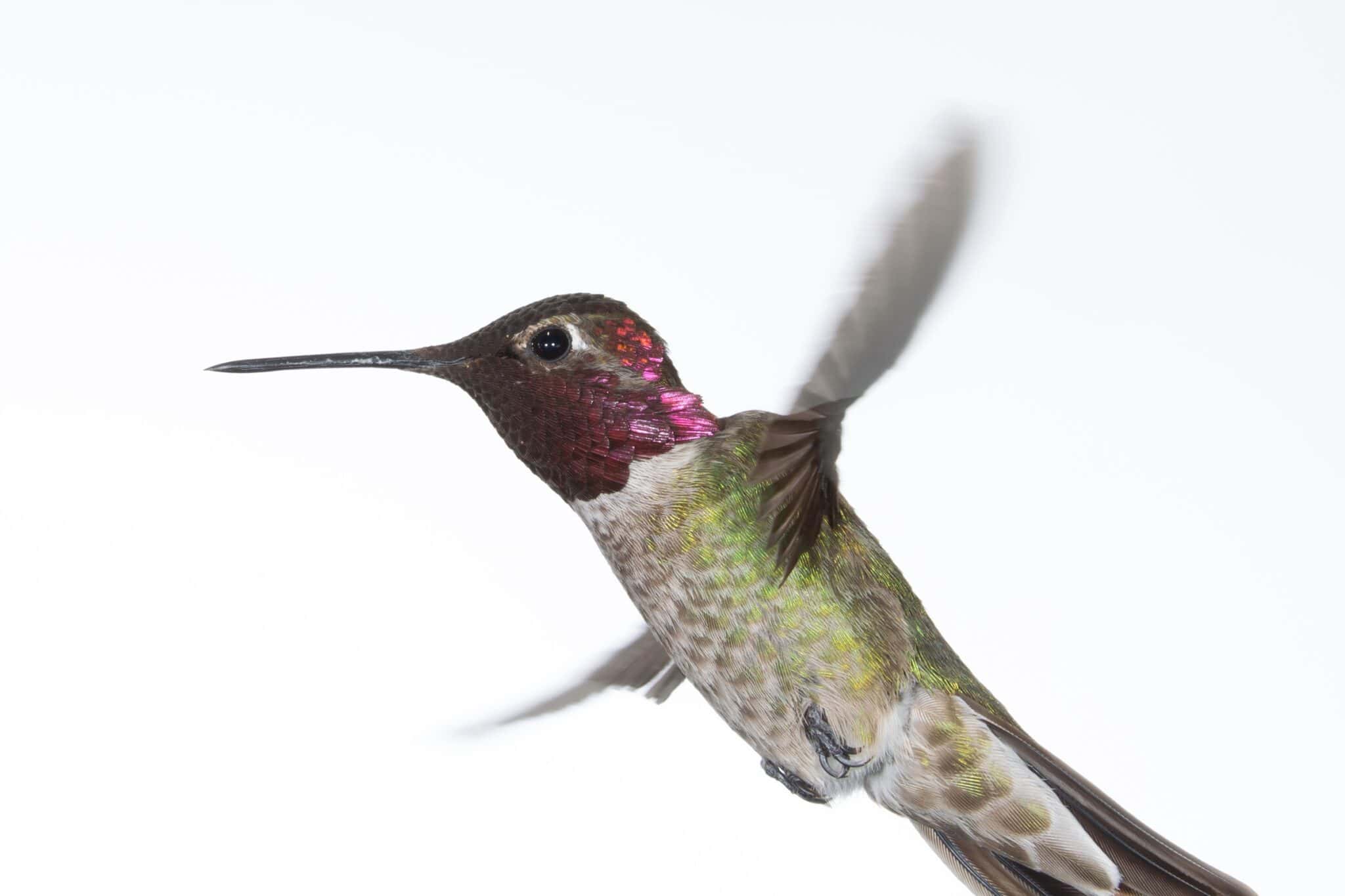 Anatomy of a Hummingbird: Brain, Heart, Wings & More