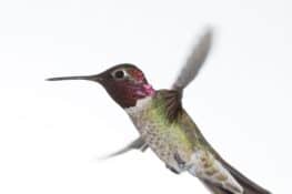 Anatomy of a Hummingbird: Brain, Heart, Wings & More