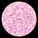 Anatomy of a Hummingbird: Brain, Heart, Wings & More