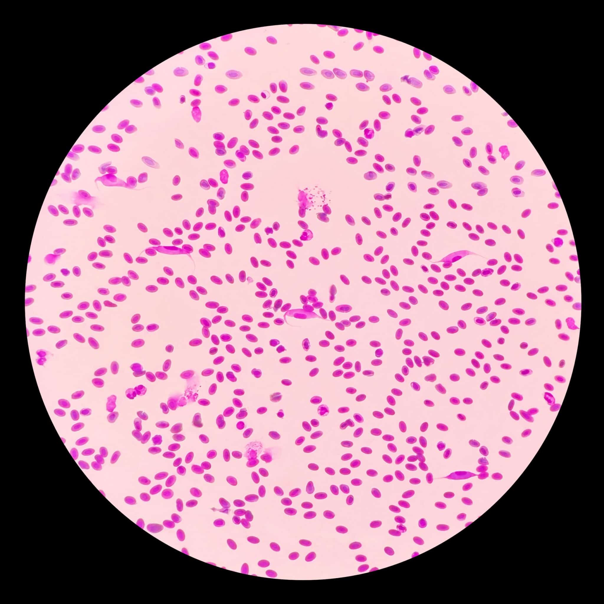 Anatomy of a Hummingbird: Brain, Heart, Wings & More