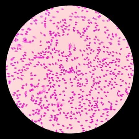 Anatomy of a Hummingbird: Brain, Heart, Wings & More