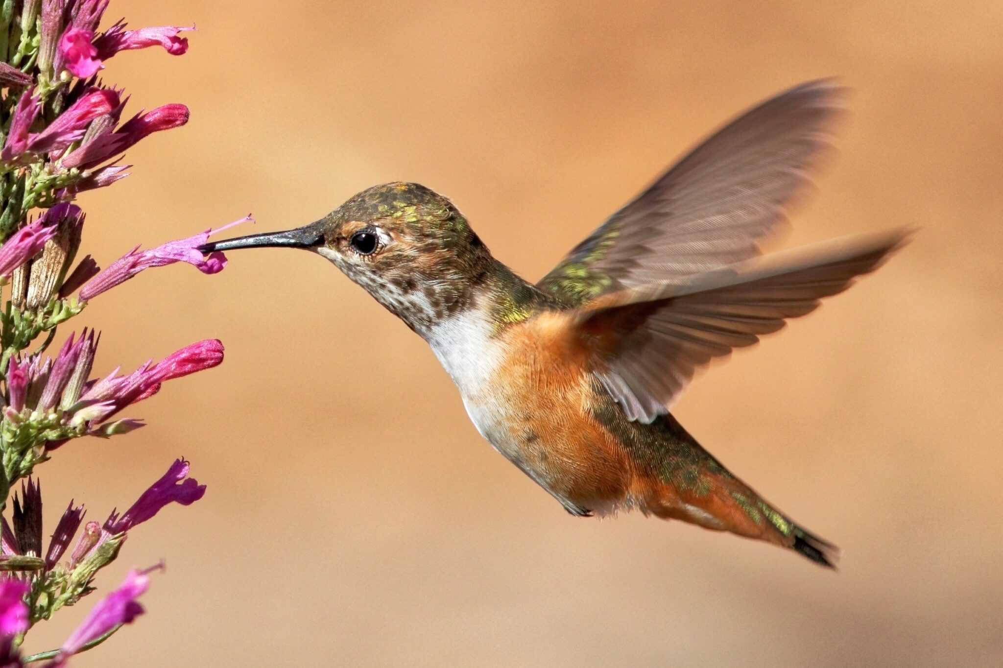 Anatomy of a Hummingbird: Brain, Heart, Wings & More