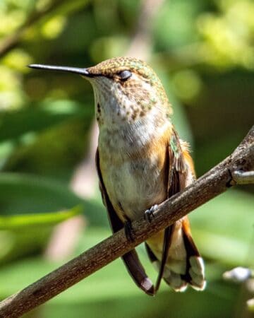 Anatomy of a Hummingbird: Brain, Heart, Wings & More