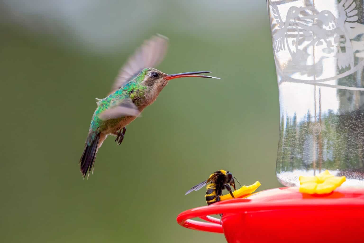 10 Useful Ways to Keep Bees Away From Hummingbird Feeders