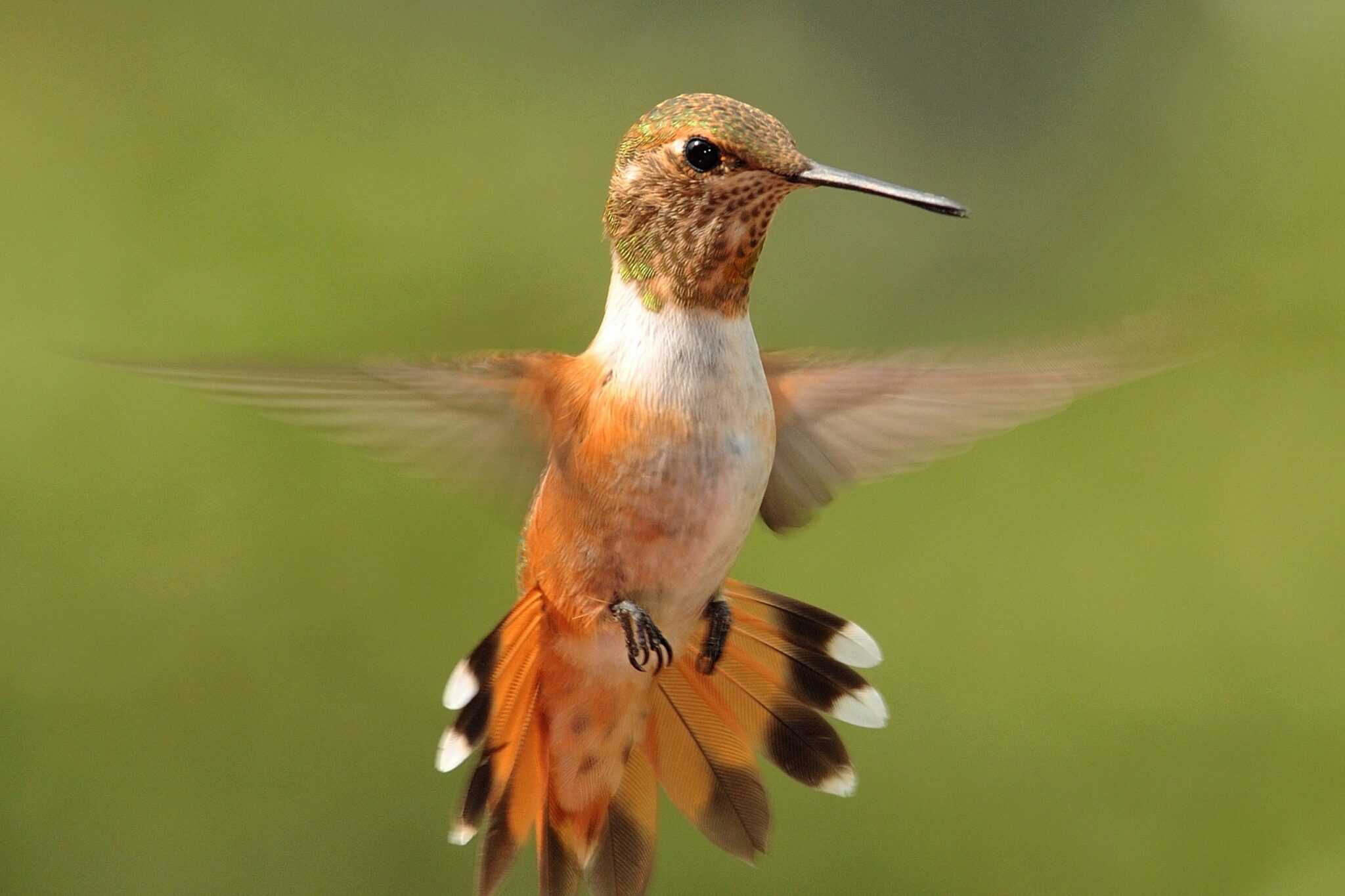 Anatomy of a Hummingbird: Brain, Heart, Wings & More