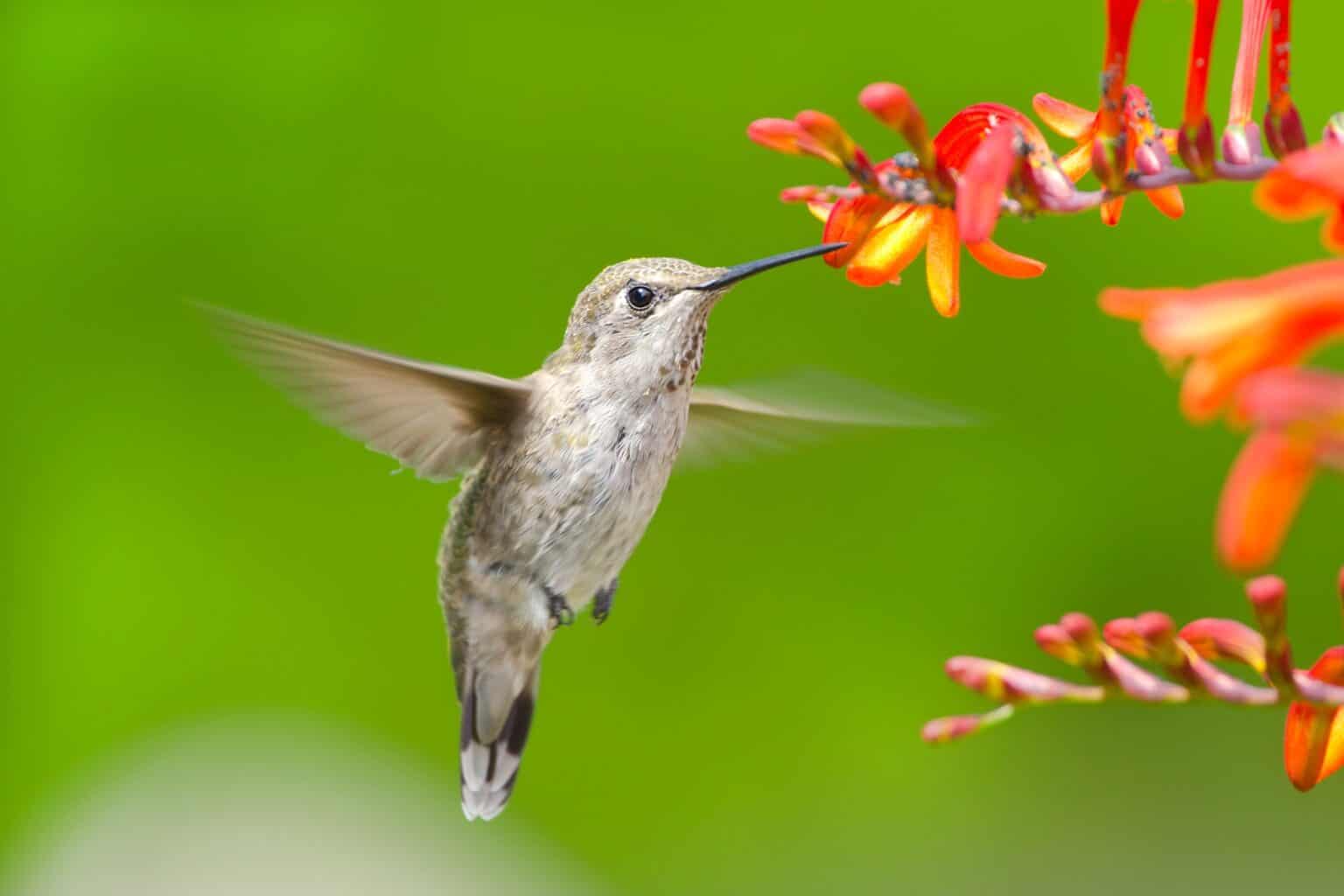 Are Birds Warm-Blooded or Cold-Blooded?