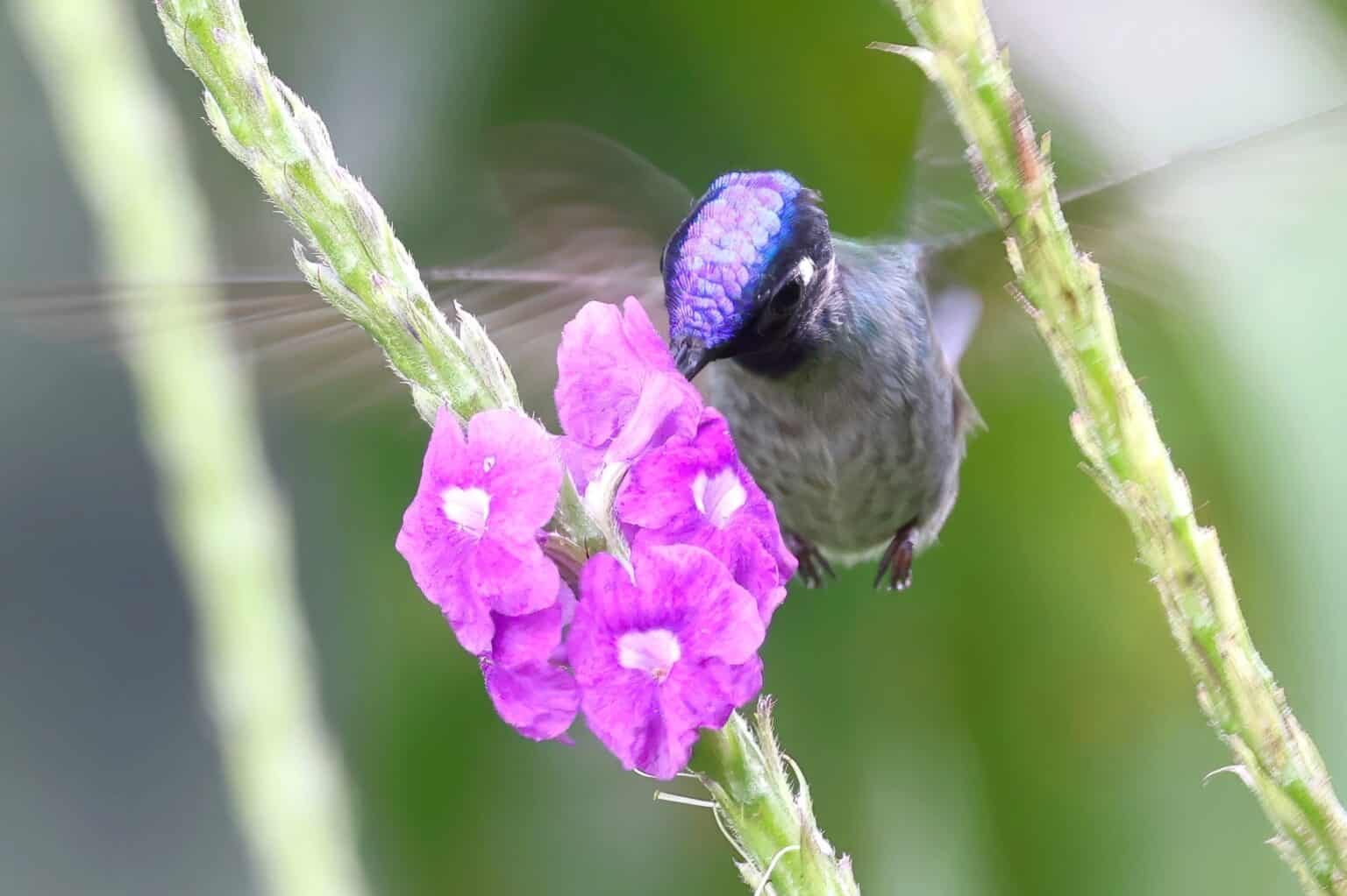 Anatomy of a Hummingbird: Brain, Heart, Wings & More