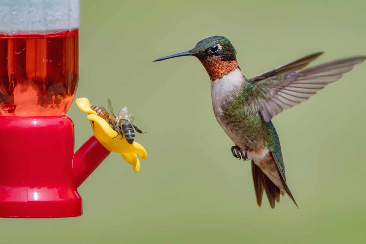 10 Useful Ways to Keep Bees Away From Hummingbird Feeders
