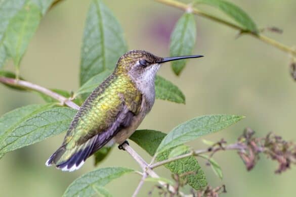 How and Where Do Hummingbirds Sleep at Night?