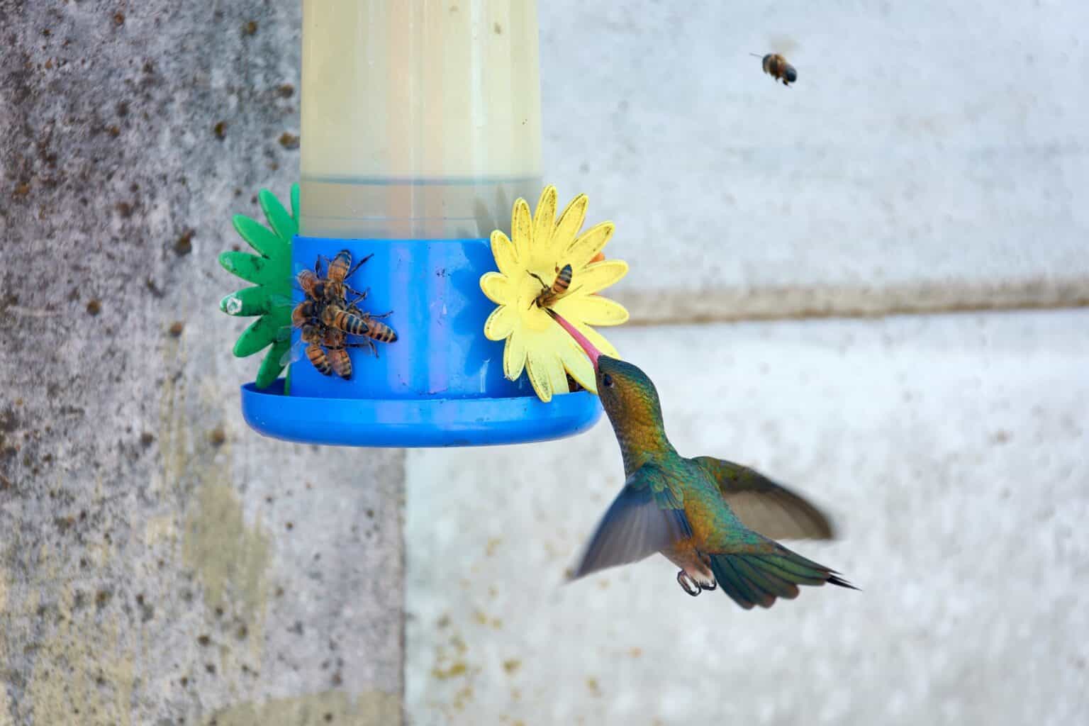 10 Useful Ways to Keep Bees Away From Hummingbird Feeders