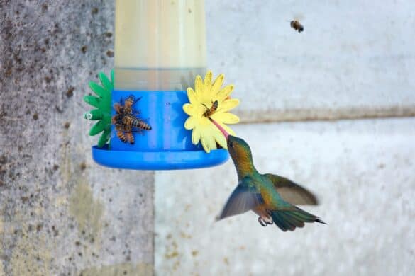 Turkey Poop 101: Everything You Need to Know